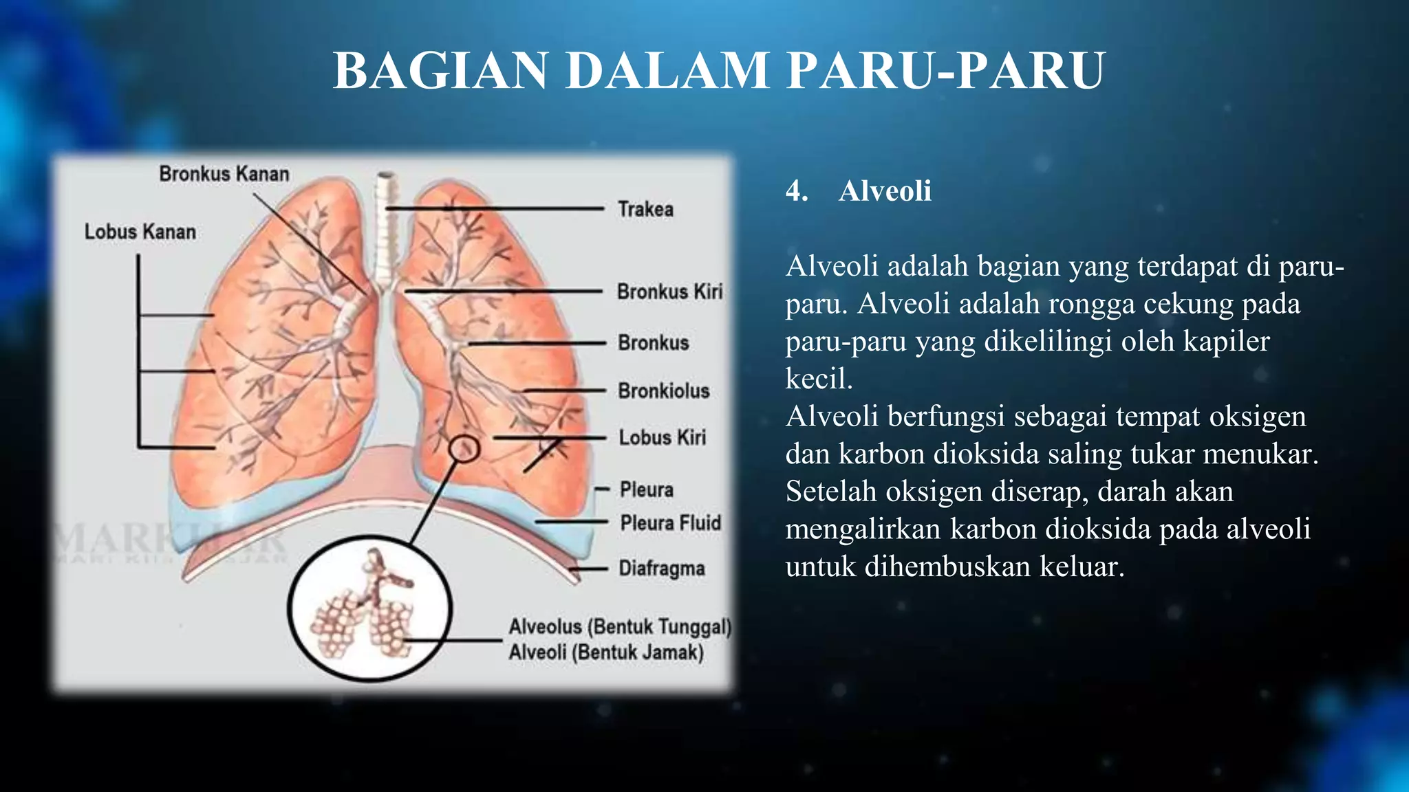 PPT Pernapasan.pptx
