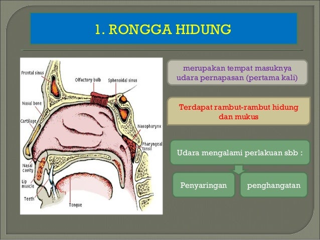 Ppt pernapasan manusia