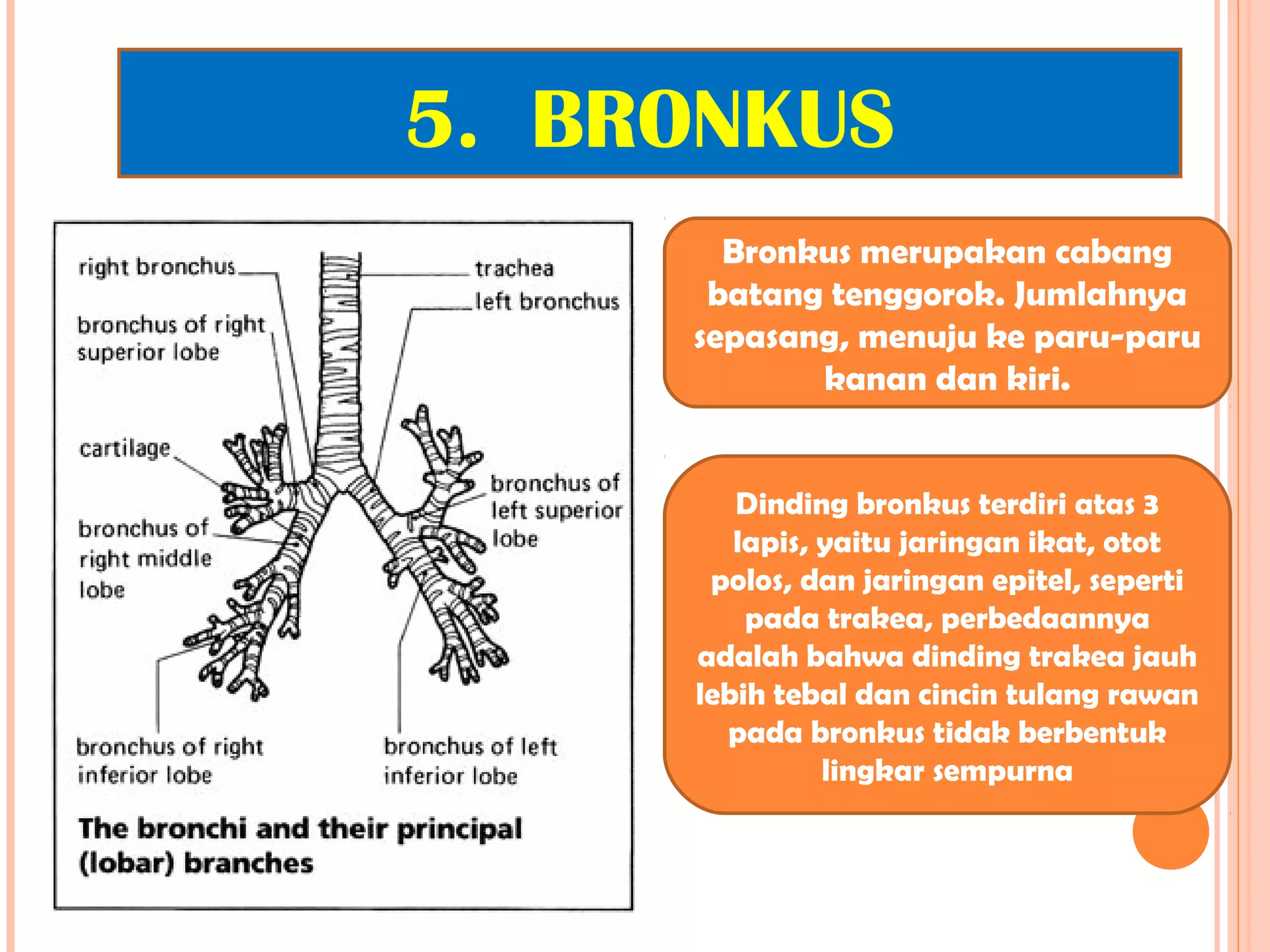 PPT pernapasan manusia | PPT