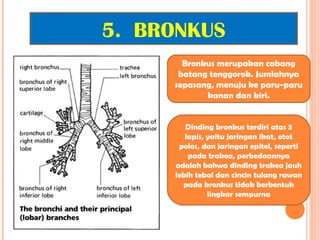 PPT pernapasan manusia | PPT