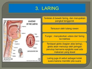 PPT_PERNAPASAN_MANUSIA_new.pptx