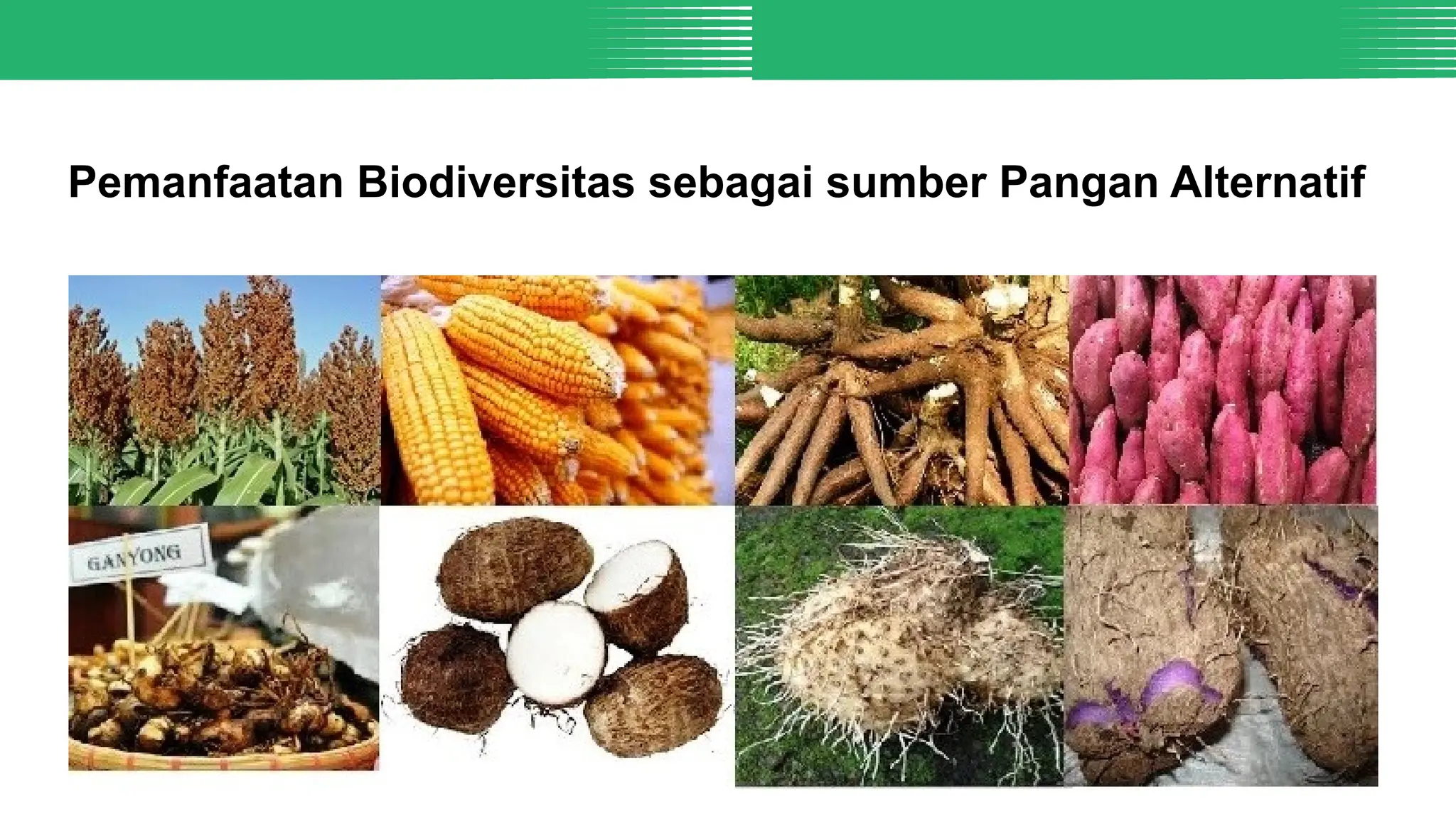 PPT Perspektif Biodiversitas_Helvi Maudy Saswita.pptx