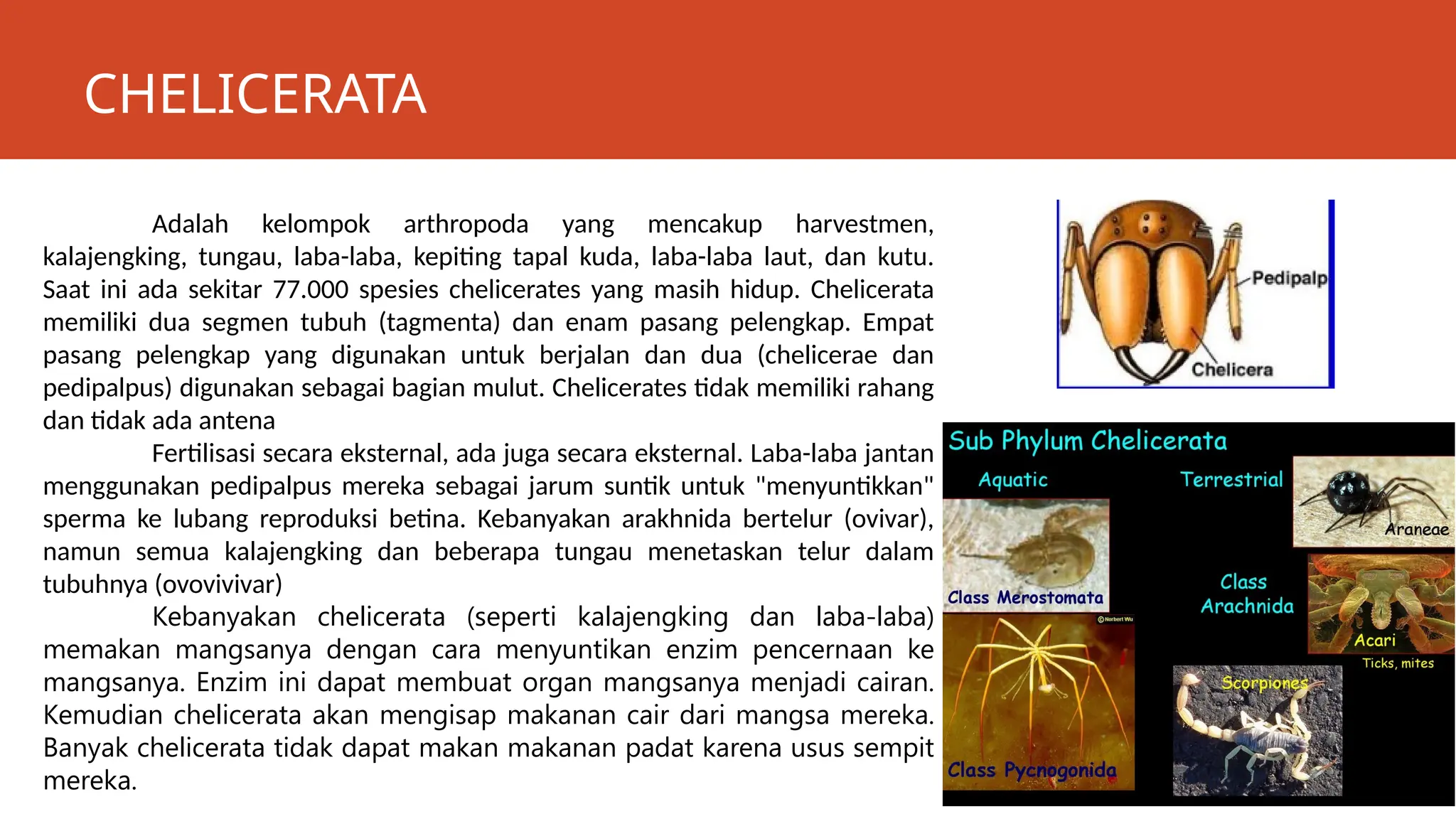 PPT PERTEMUAAN KETIGA ECHINODERMATAAAAAA | PPTX