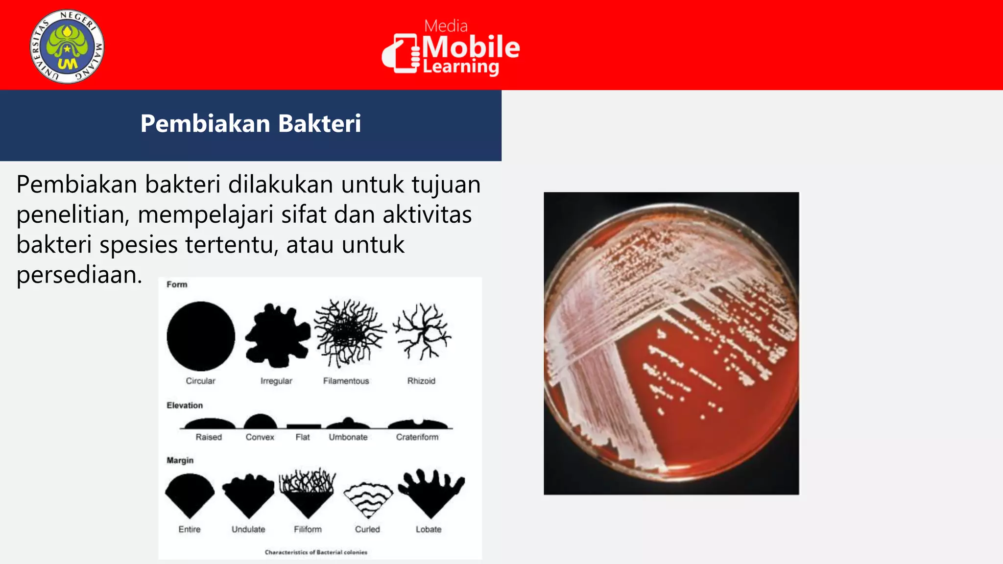 Ppt pertemuan 2 (cara hidup, pertahanan, reproduksi, klasifikasi, peranan, pembiakan, bahaya ...