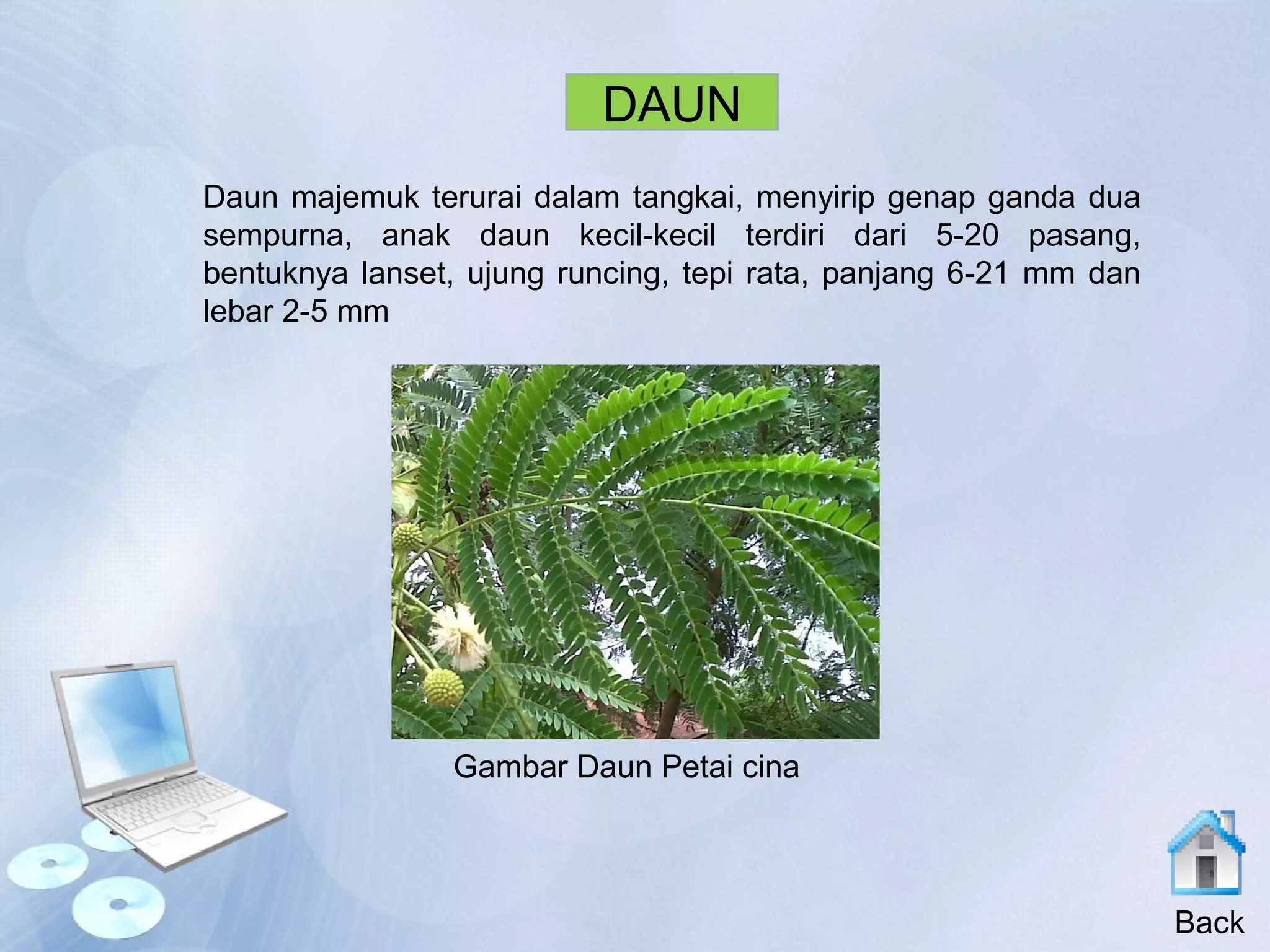 Ppt petai cina | PPT