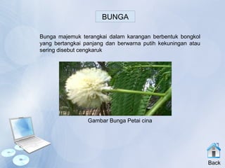 Ppt petai cina | PPT