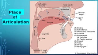 PPT PHONETICS(Place of Articulation).pptx