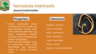 PPT Phylum Nematoda_Helvi Maudy Saswita.pptx