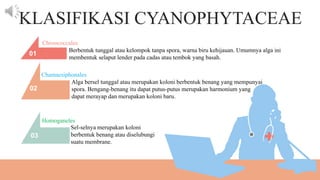ppt phytoplankton Cyanophyta | PPTX