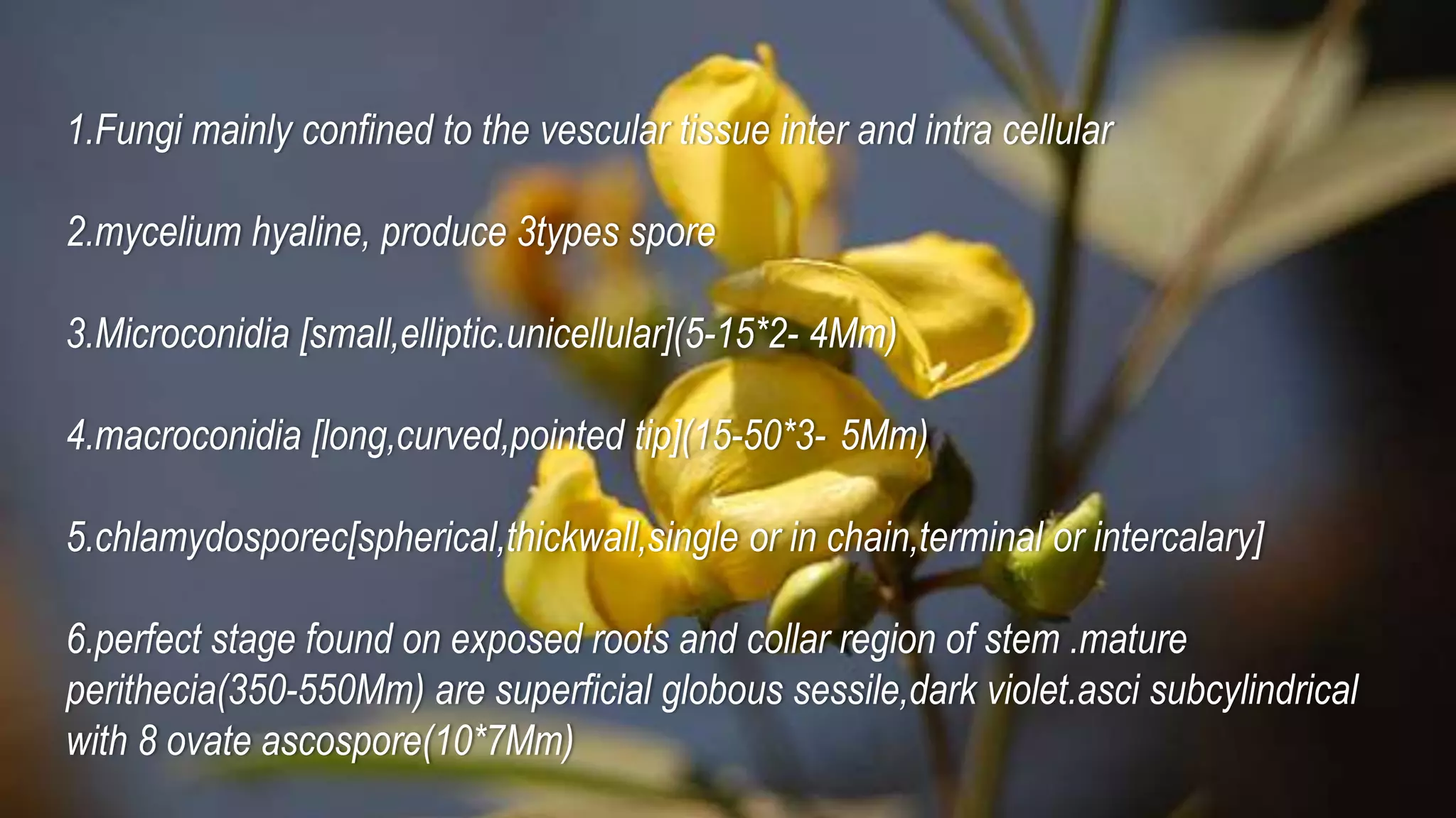 Ppt pigeon pea | PPTX