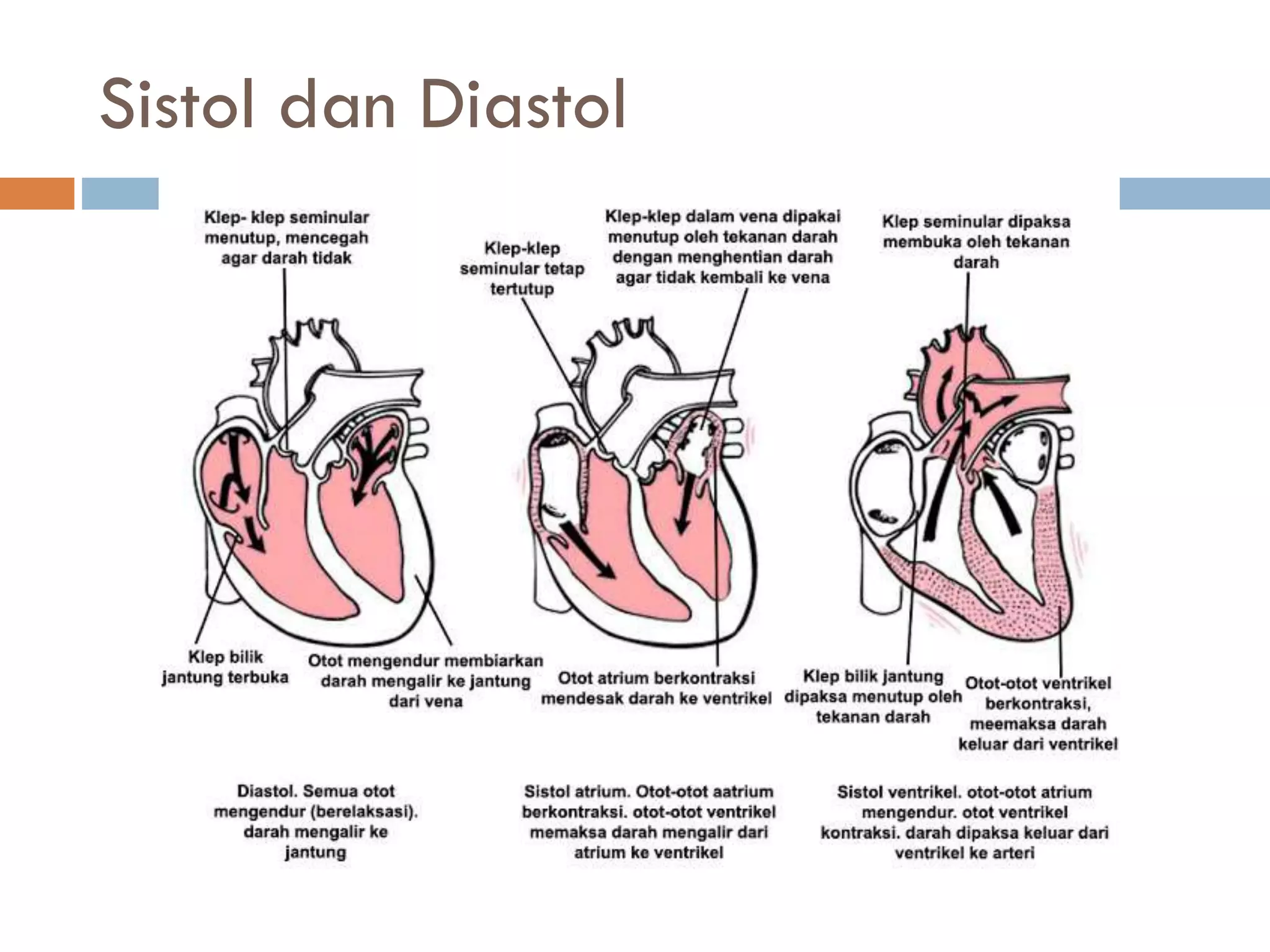 Ppt pik sistem peredaran | PPTX