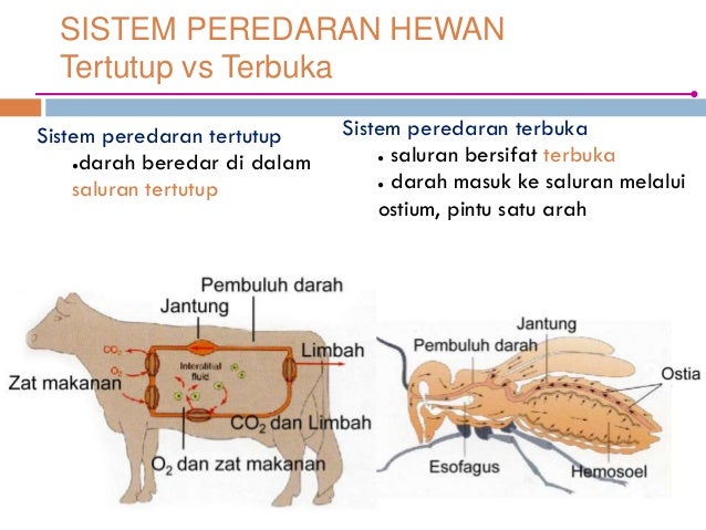 Sistem Peredaran Darah Terbuka Terdapat Pada Hewan - Homecare24 Sistem Peredaran Darah Terbuka Terdapat Pada Hewan - Homecare24