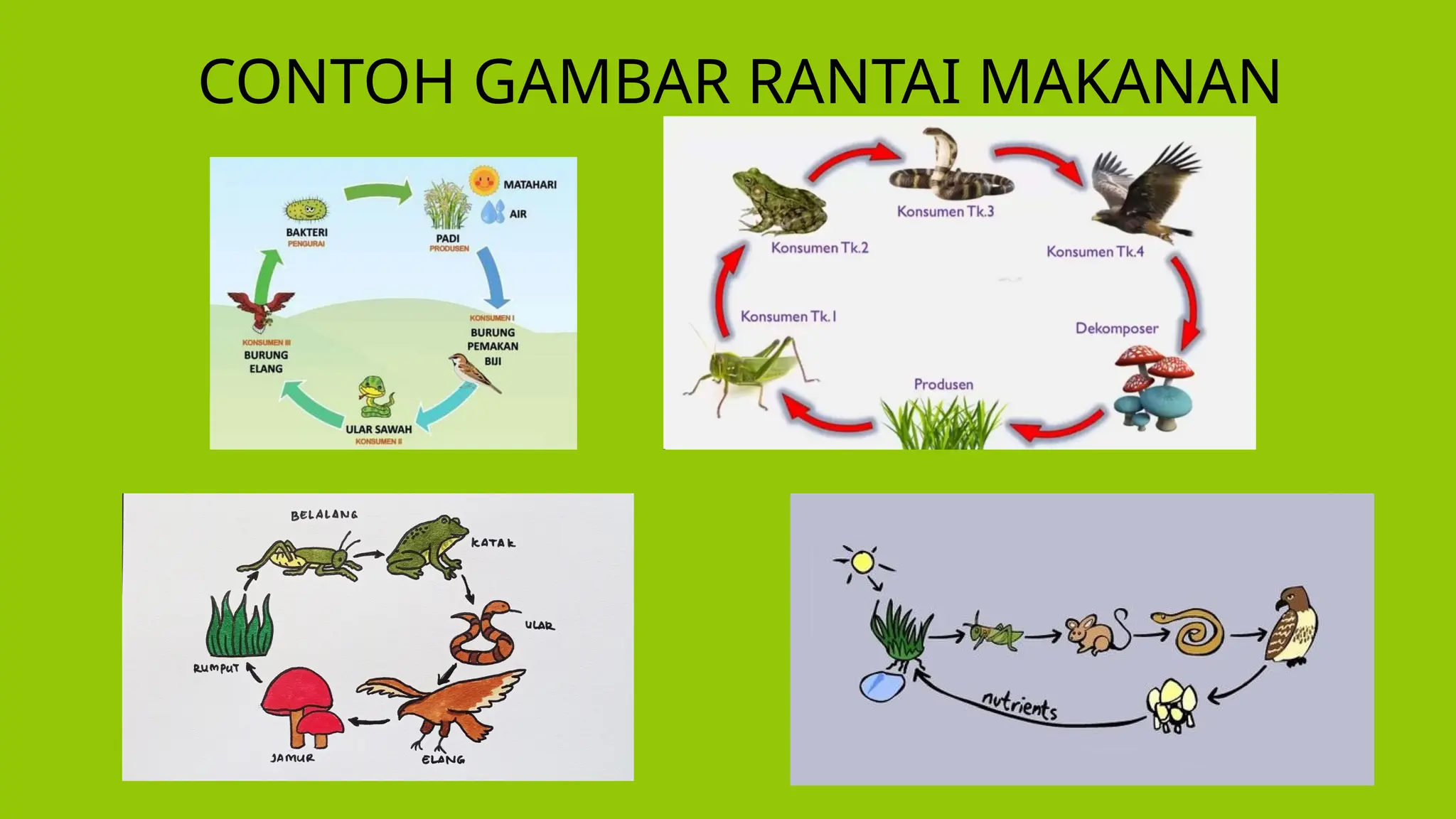 PPT PIRAMIDA MAKANAN KELAS 5 SEKOLAH DASAR | PPTX