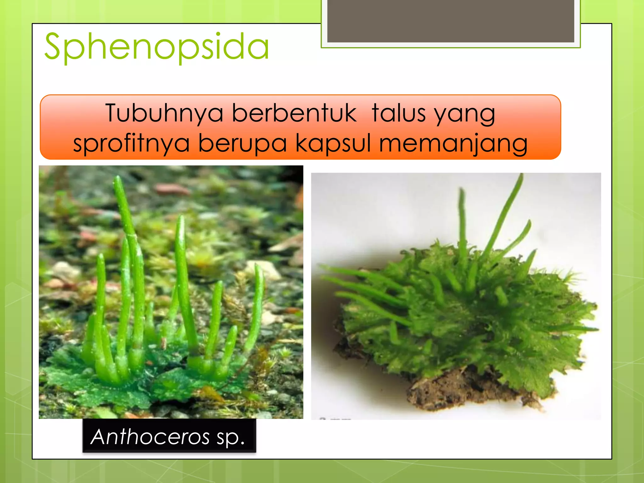 Kingdom plantae dan klasifikasinya | PPTX