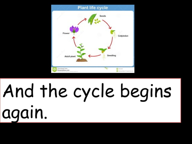 ppt_plant_book.pptx publish new plants ppt | PPT