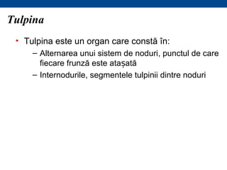 Ppt plante | PPT