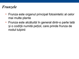 Ppt plante | PPT