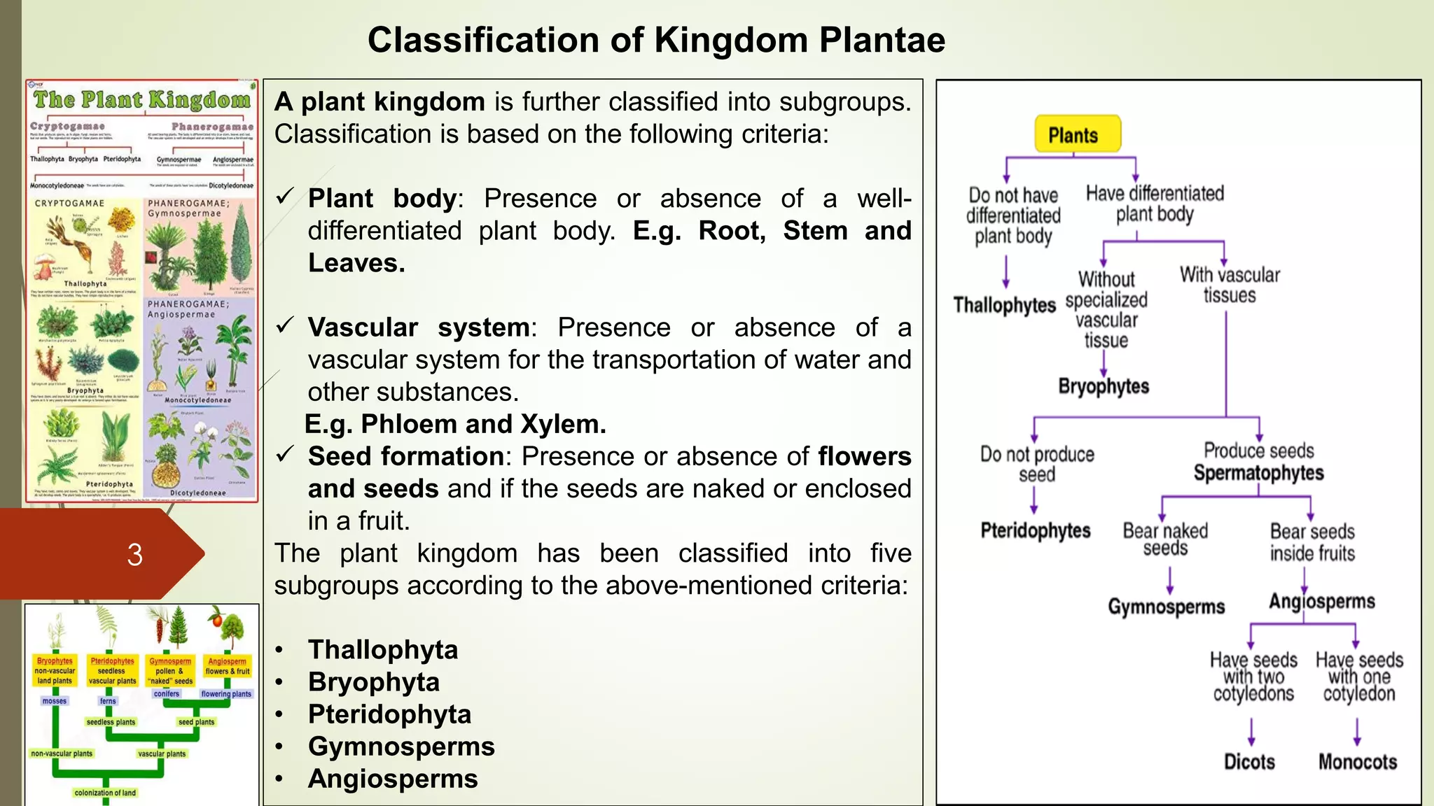 PPT PLANT KINGDOM IX - ARYAN NANDA.pdf