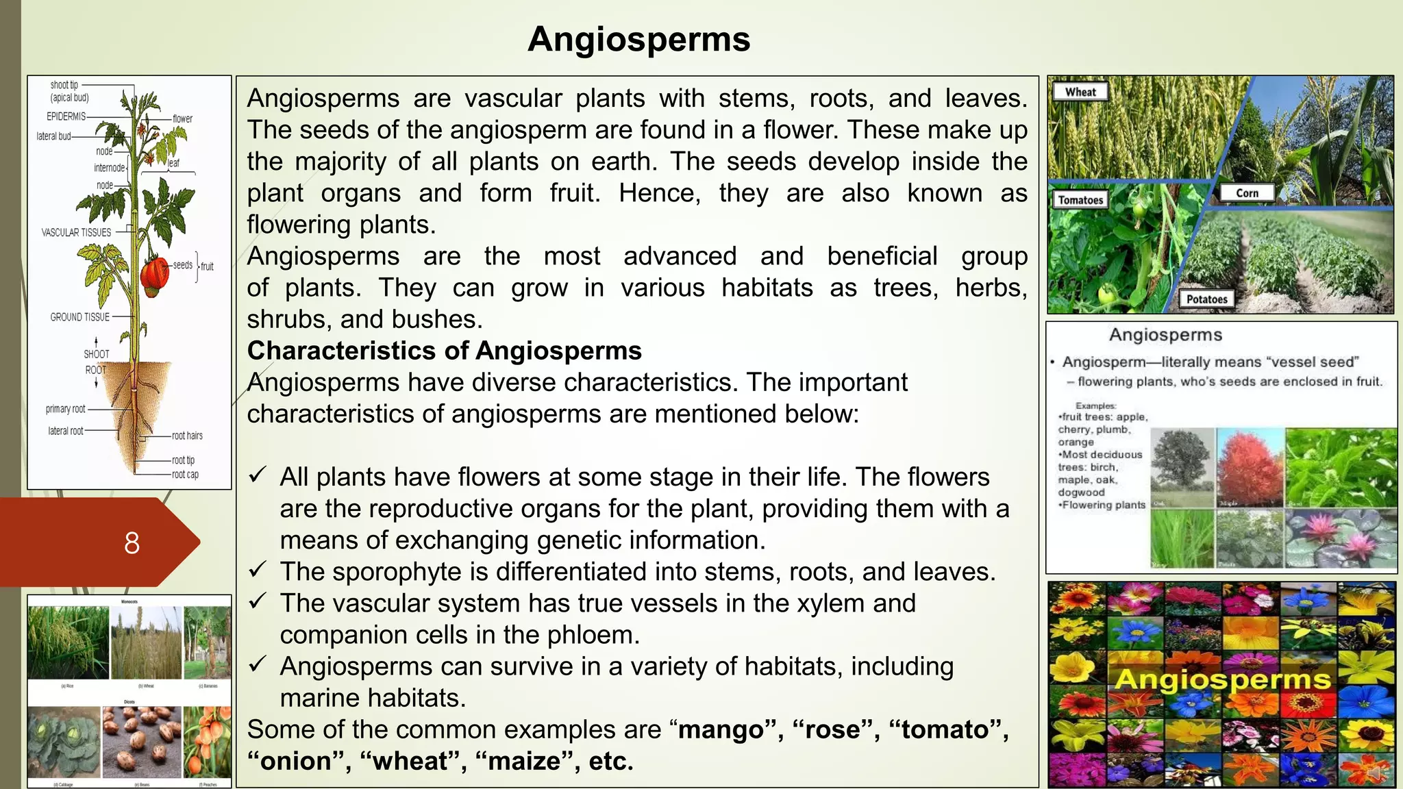 PPT PLANT KINGDOM IX - ARYAN NANDA.pdf