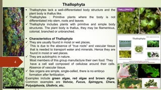 PPT PLANT KINGDOM IX - ARYAN NANDA.pdf