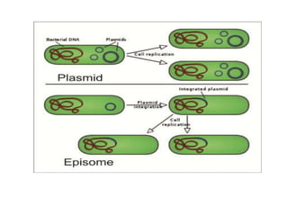 PPT Plasmid dan episom.pptx