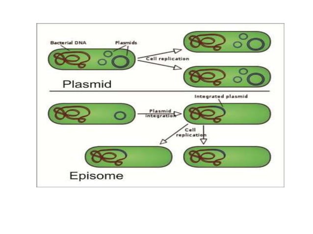 PPT Plasmid dan episom.pptx