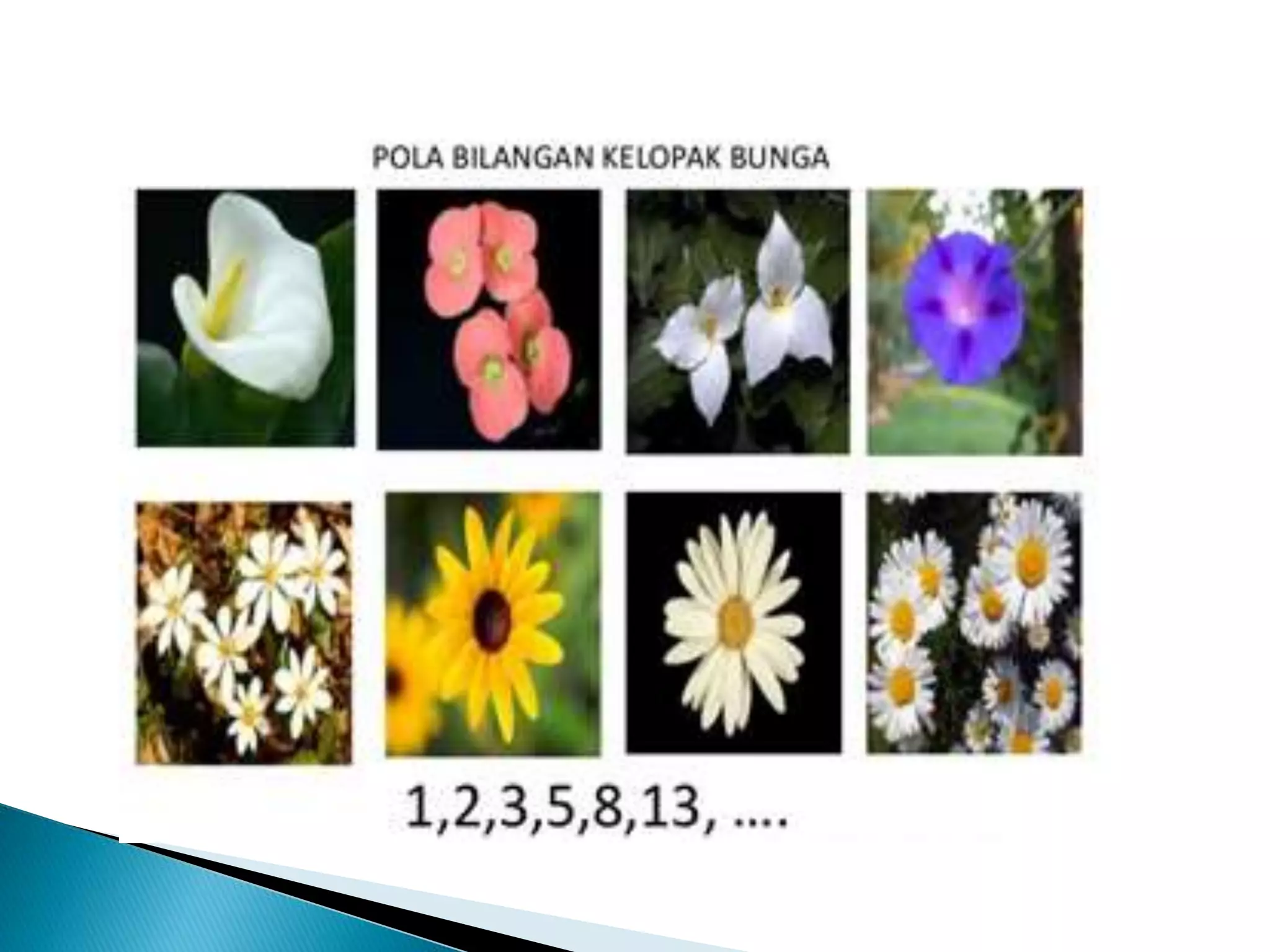 Ppt pola bilangan | PPTX