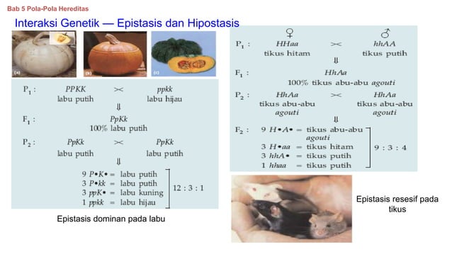 PPT POLA POLA HEREDITAS.pptx