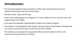 Kidney Anatomy PPT – Easy and Simple Explanation | PPTX