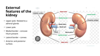 Kidney Anatomy PPT – Easy and Simple Explanation | PPTX