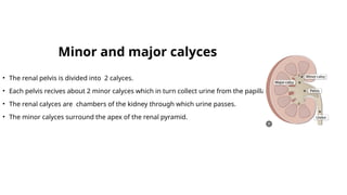 Kidney Anatomy PPT – Easy and Simple Explanation | PPTX