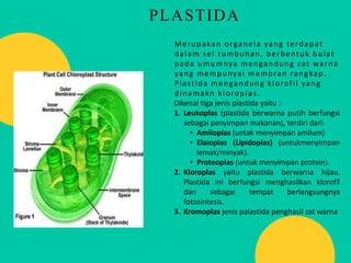 PPT praktikum Biologi Kel. 1.pptx