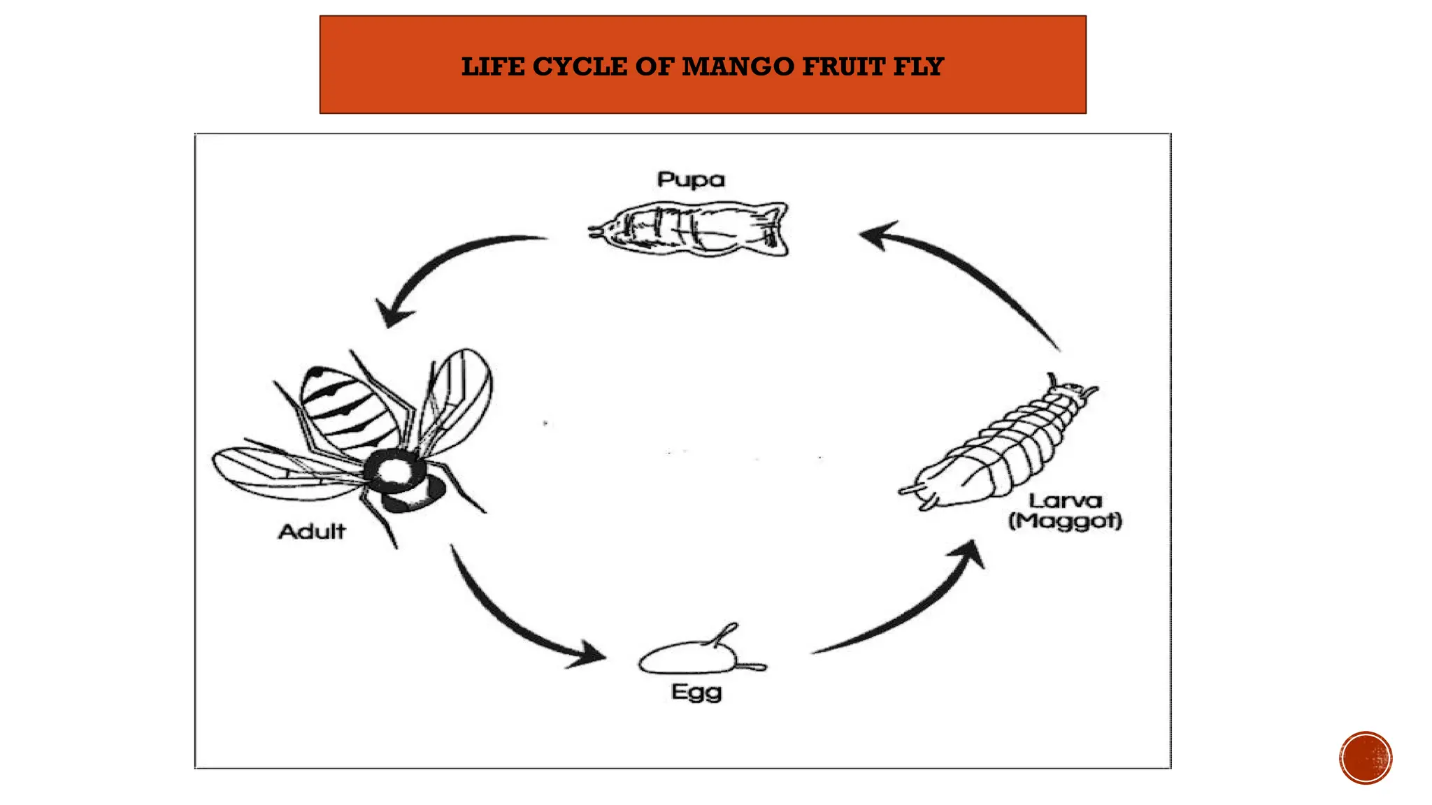 Ipm strategy for controlling mango fruit fly | PPTX
