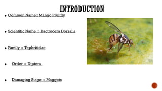 Ipm strategy for controlling mango fruit fly | PPT