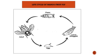 Ipm strategy for controlling mango fruit fly | PPTX