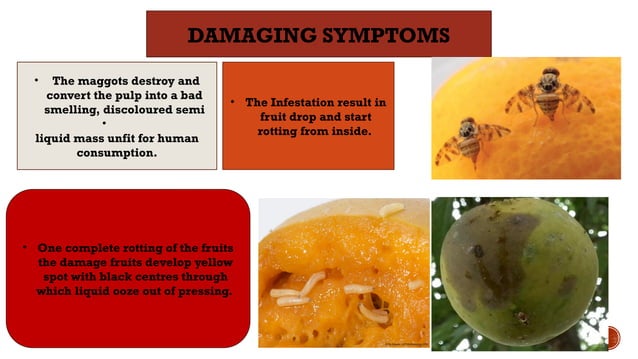 Ipm strategy for controlling mango fruit fly | PPT | Free Download