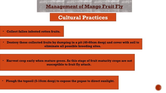 Ipm strategy for controlling mango fruit fly | PPT