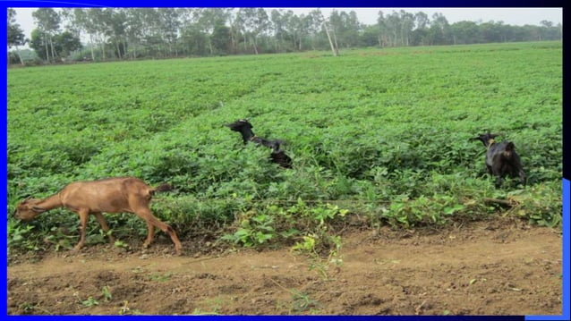 Scope to Fortify Paddy Straw with Groundnut Haulms | PPT
