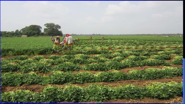 Scope to Fortify Paddy Straw with Groundnut Haulms | PPT
