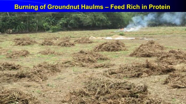 Scope to Fortify Paddy Straw with Groundnut Haulms | PPT
