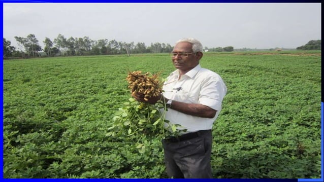 Scope to Fortify Paddy Straw with Groundnut Haulms | PPT