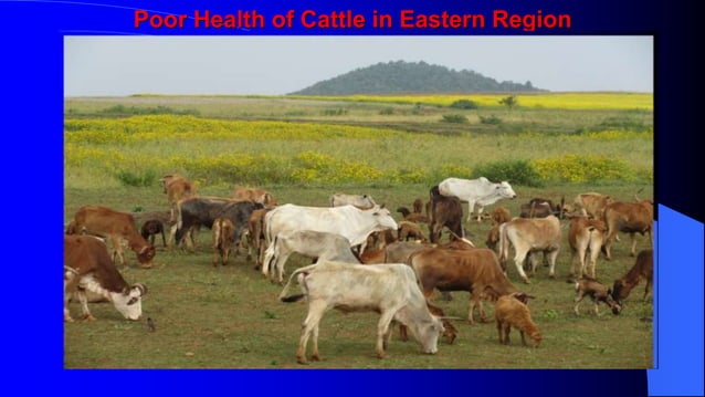 Scope to Fortify Paddy Straw with Groundnut Haulms | PPT