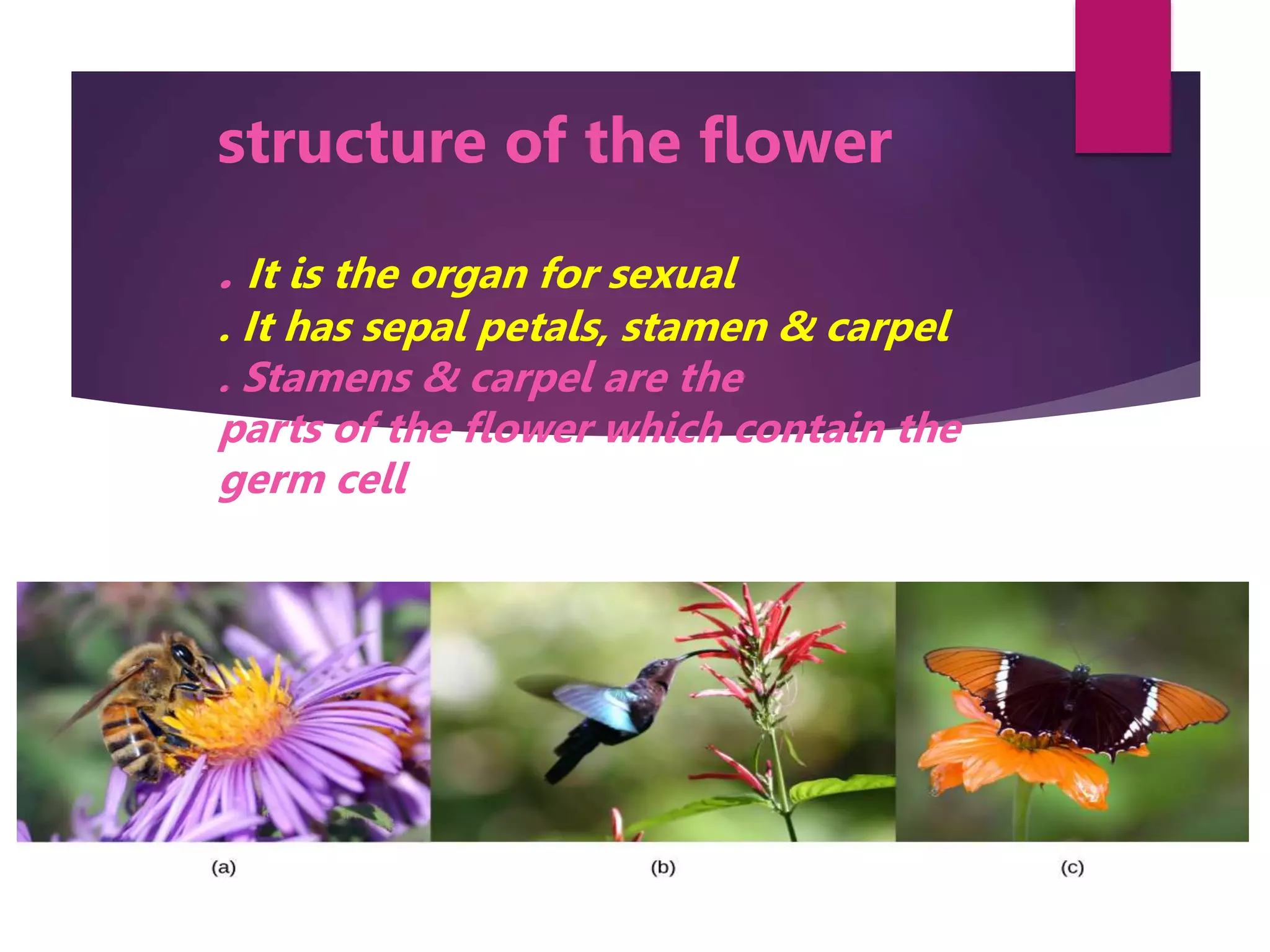 ppt presentation in flowering plant-1.pptx | Free Download