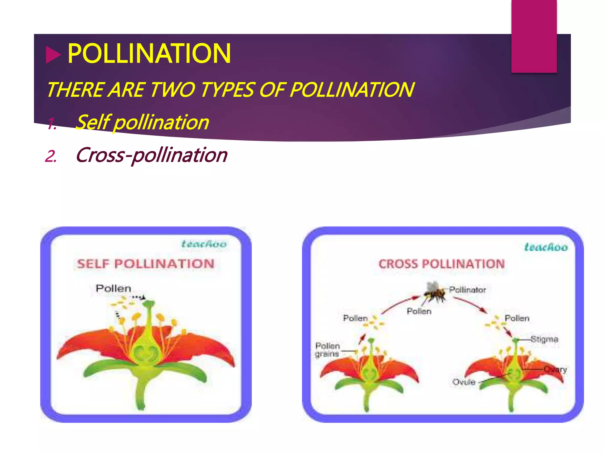 ppt presentation in flowering plant-1.pptx