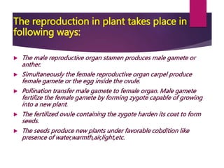 ppt presentation in flowering plant-1.pptx