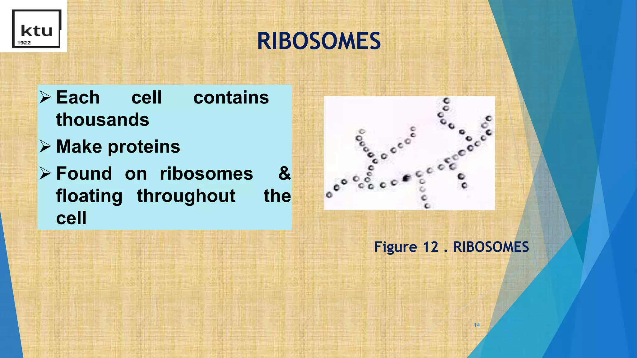 Ppt presentation on cell types, structure and functions (1) | PPT