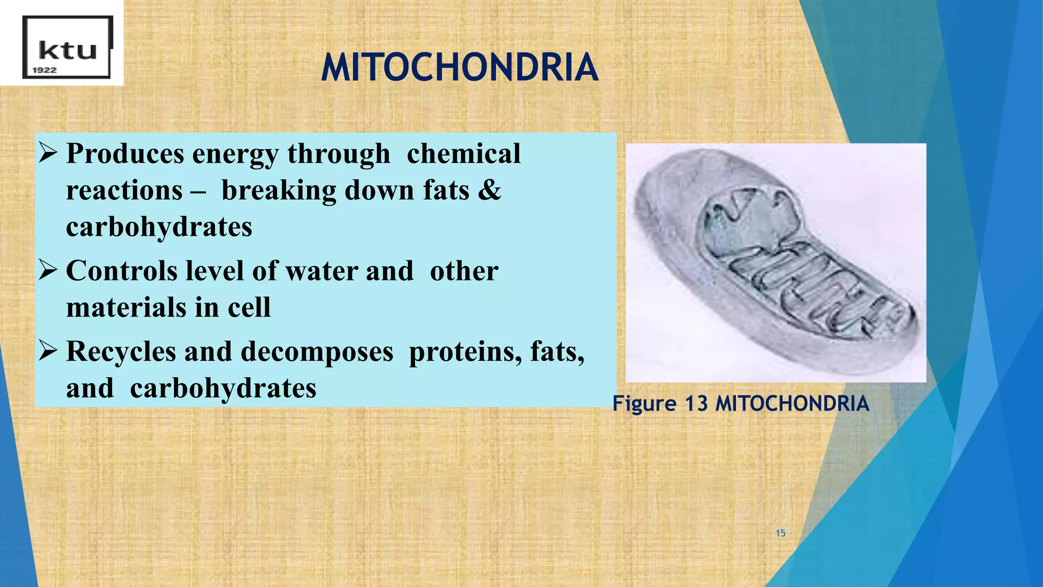 Ppt presentation on cell types, structure and functions (1) | PPT