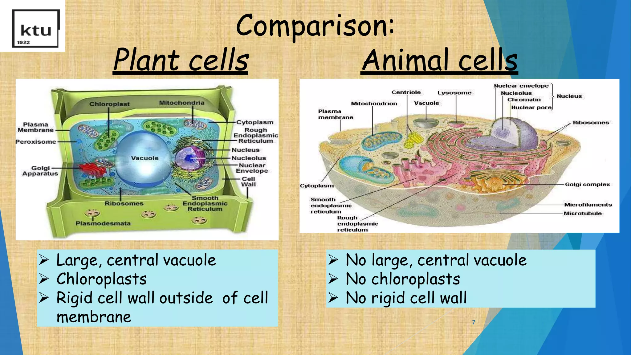 Ppt presentation on cell types, structure and functions (1) | PPT
