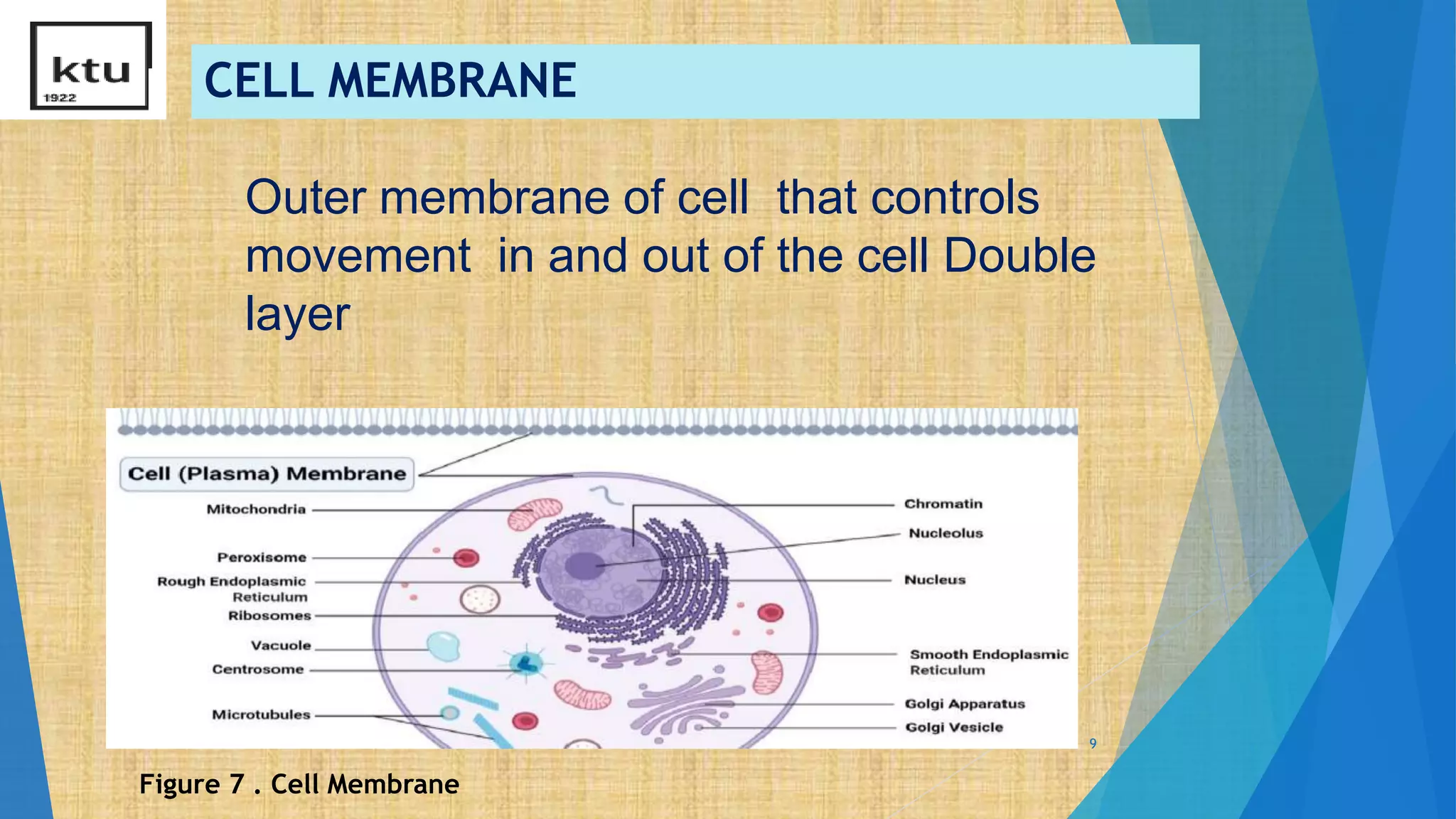 Ppt presentation on cell types, structure and functions (1) | PPT