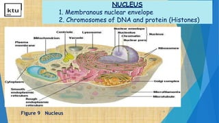 Ppt presentation on cell types, structure and functions (1) | PPT
